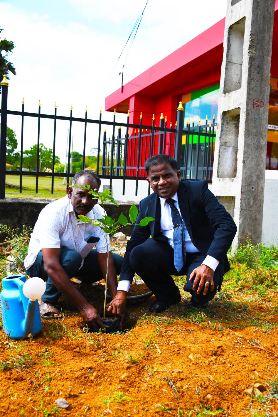 Tree Plantation with Tube Well and Solar-Powered Drip Irrigation System ...